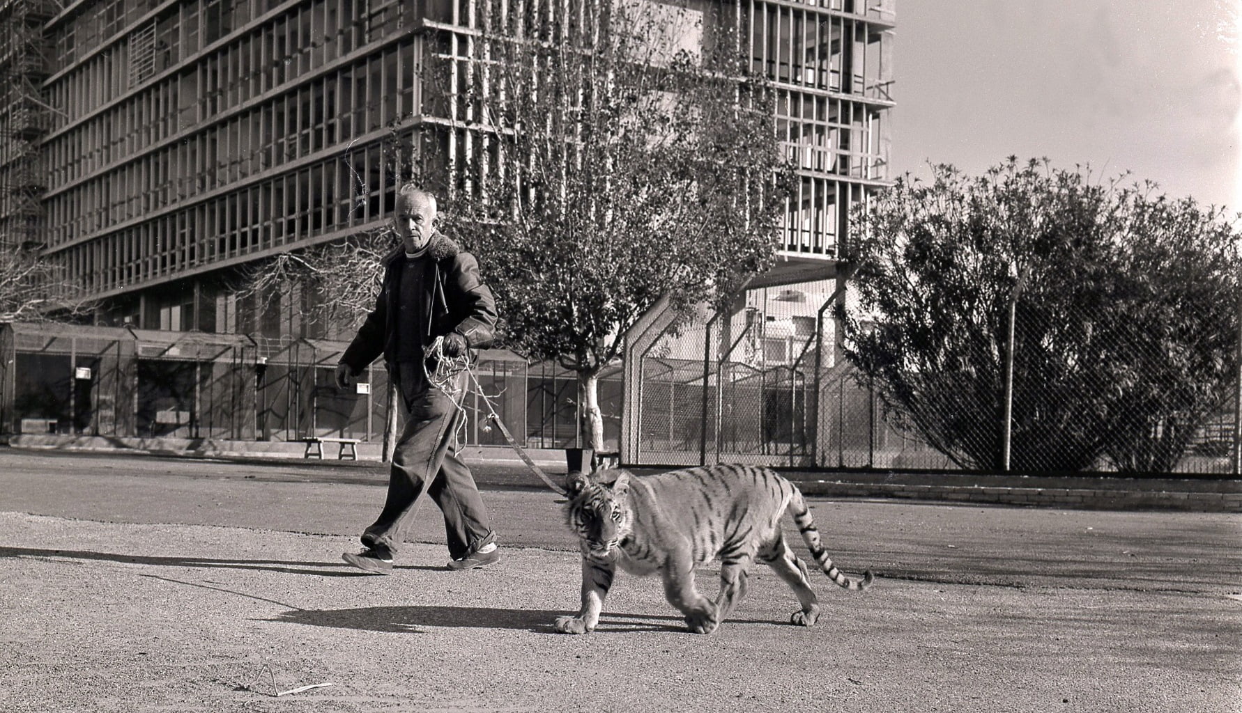 There are no Lions in Tel Aviv - go2films